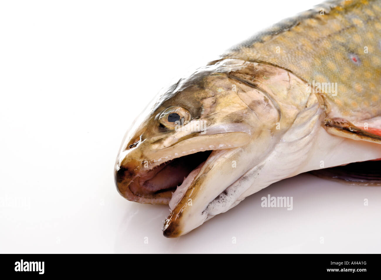 Samlet Banque de photographies et d’images à haute résolution - Alamy