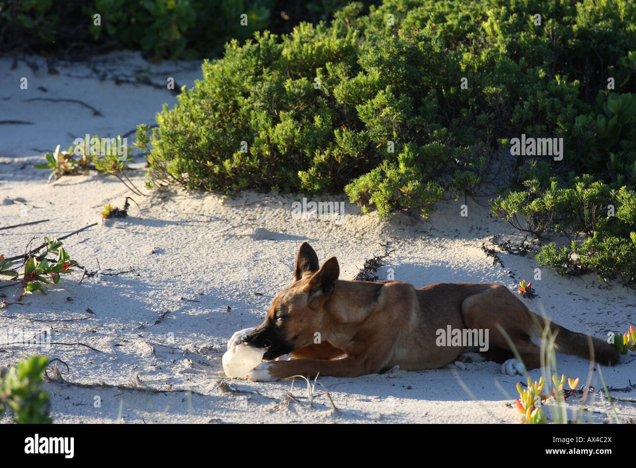 Old dingo Banque de photographies et d’images à haute résolution - Alamy