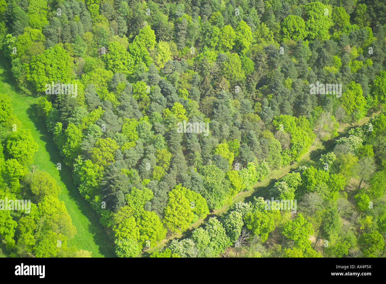 Vue aérienne de forêt composée de feuillus et de conifères Photo Stock ...