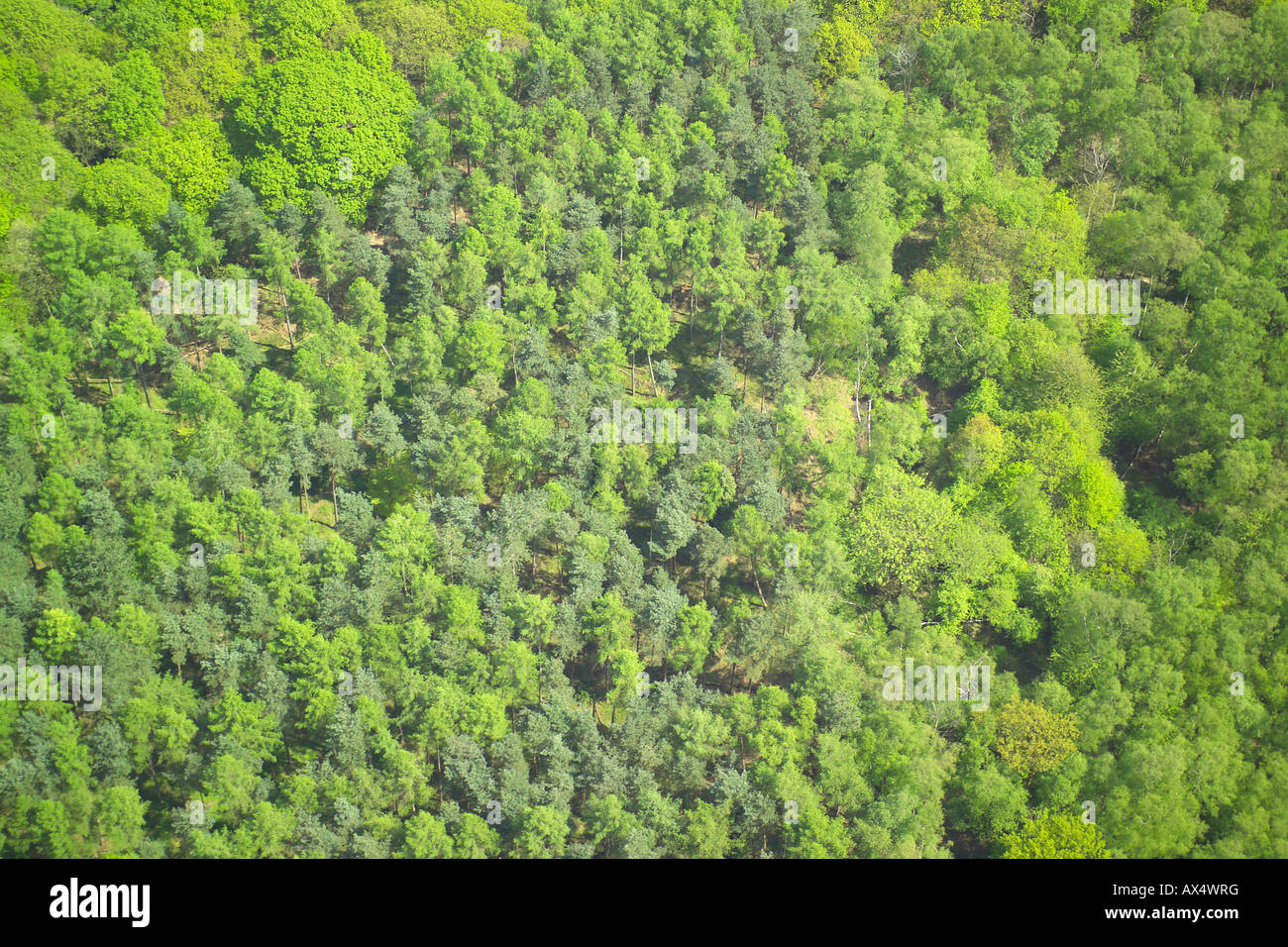 Vue aérienne de forêt composée de feuillus et de conifères Photo Stock ...