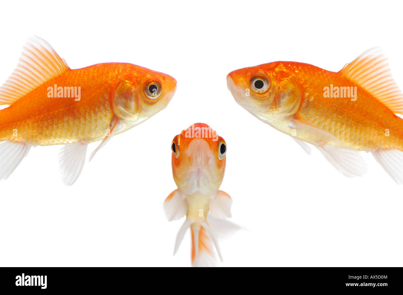 Carassius auratus Banque de photographies et d’images à haute ...