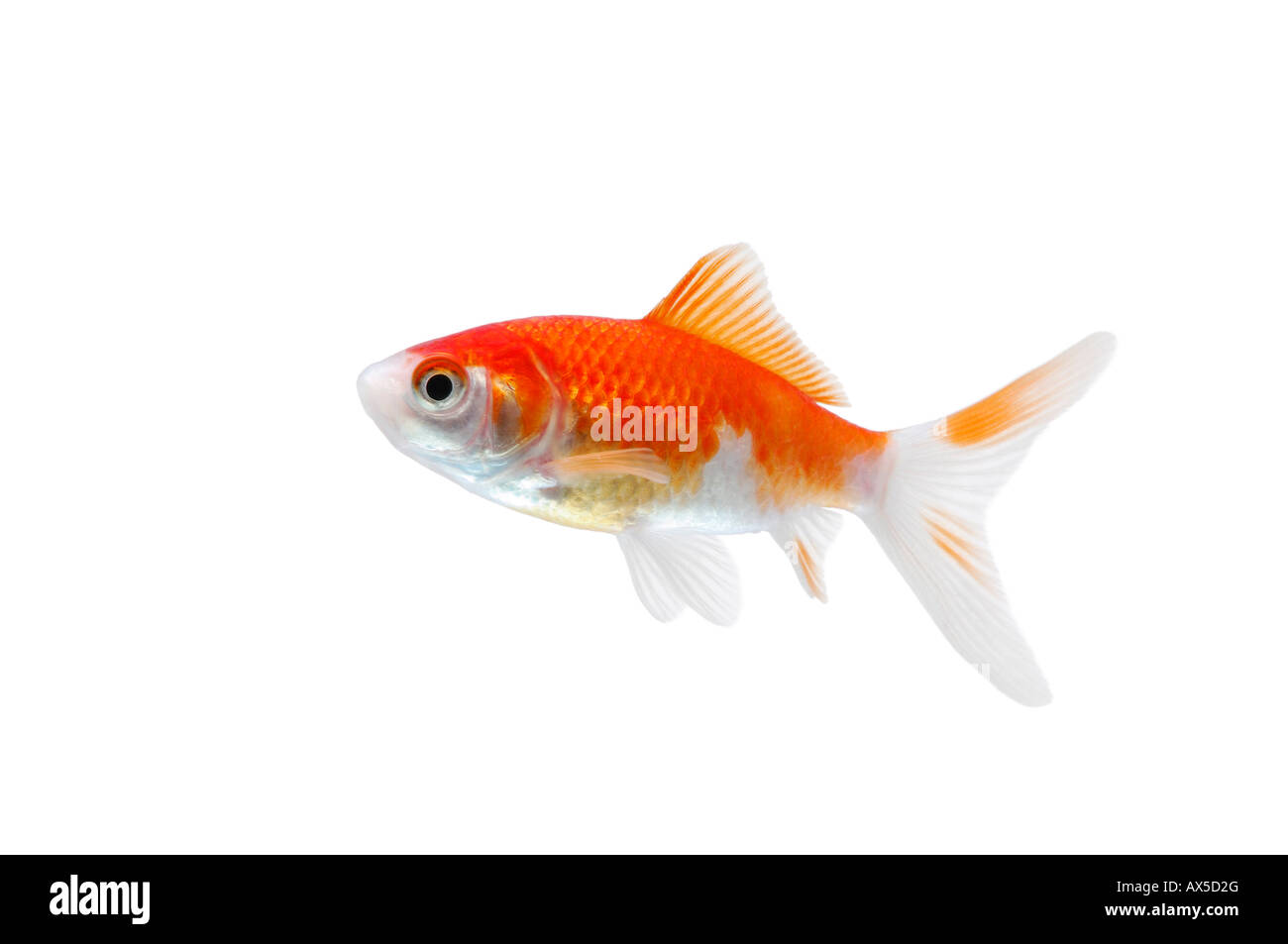 Goldfish carassius auratus auratus Banque d'images détourées - Alamy
