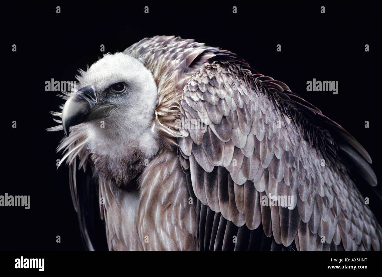 Vautour gris Banque de photographies et d’images à haute résolution - Alamy