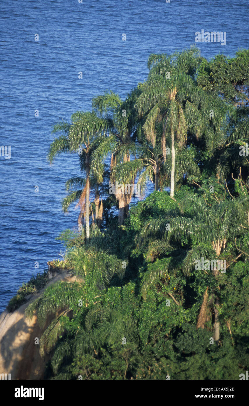 Oiseaux de la forêt atlantique Banque de photographies et d’images à ...