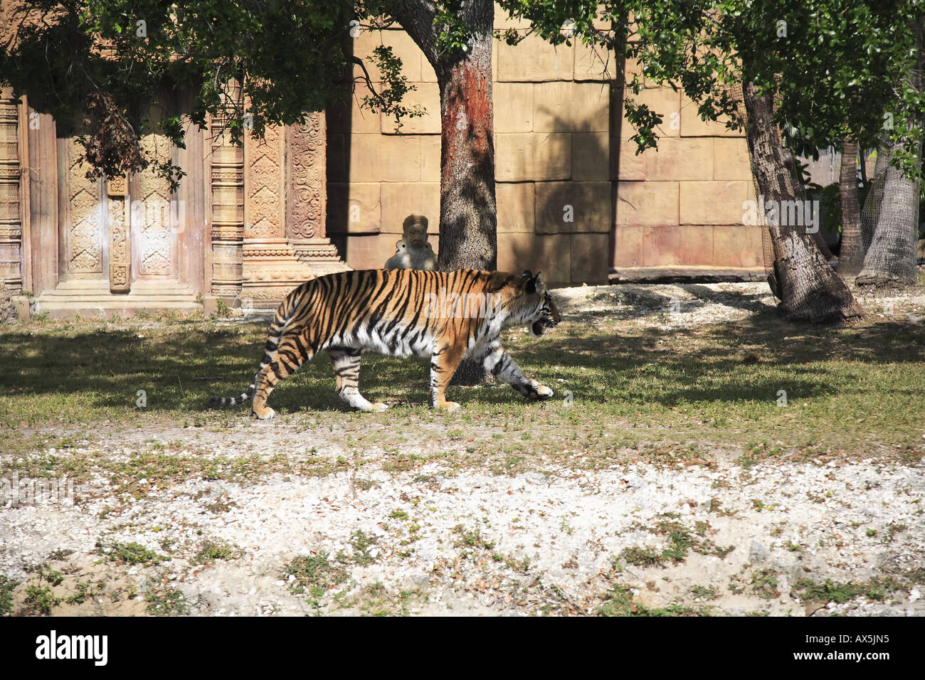 Tigre bengal Banque de photographies et d’images à haute résolution - Alamy