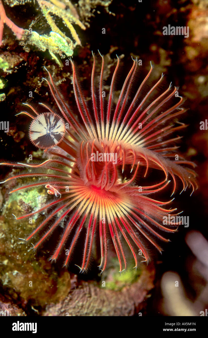 Red tube worm Banque de photographies et d’images à haute résolution ...