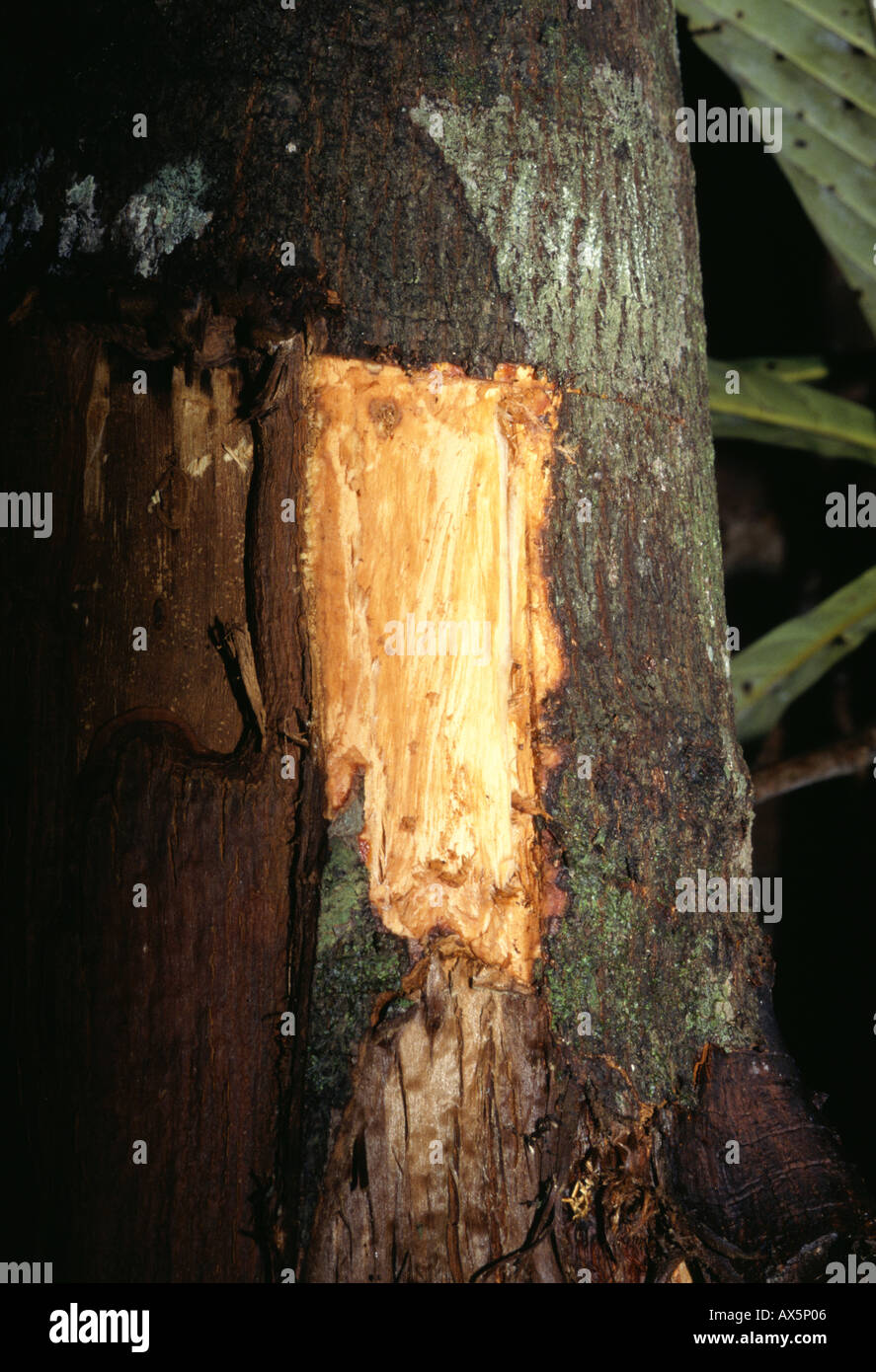 Yohimbe arbre Banque de photographies et d’images à haute résolution ...