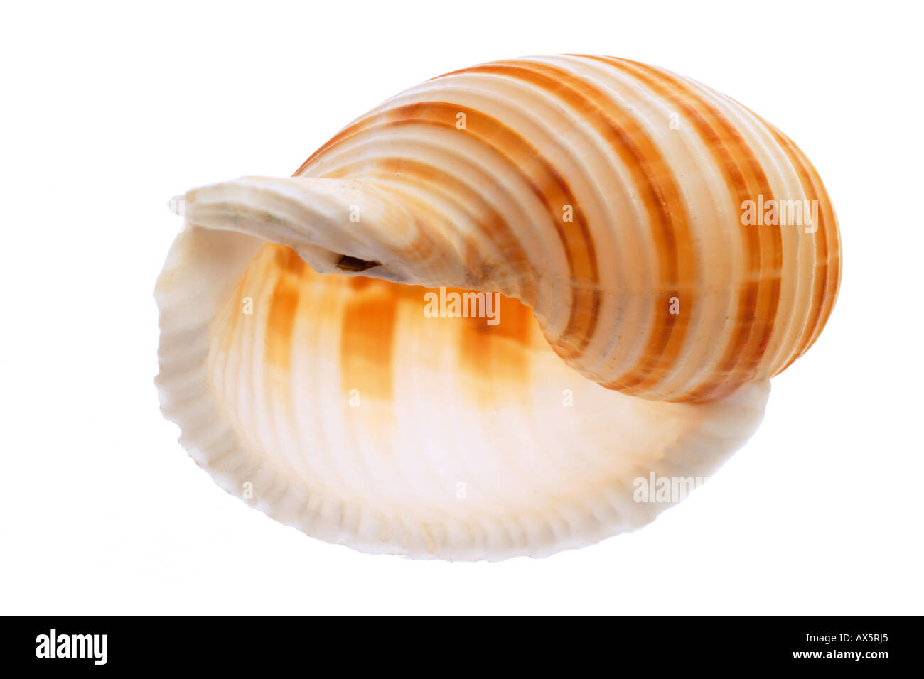 Tun shell Banque de photographies et d’images à haute résolution - Alamy