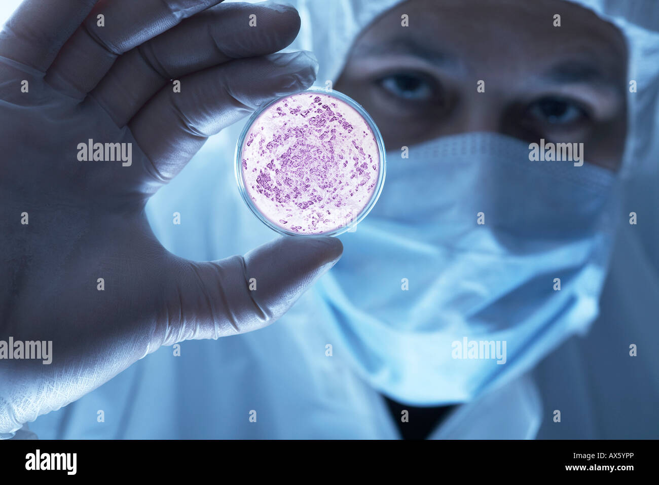 Culture bactérienne Banque de photographies et d’images à haute ...