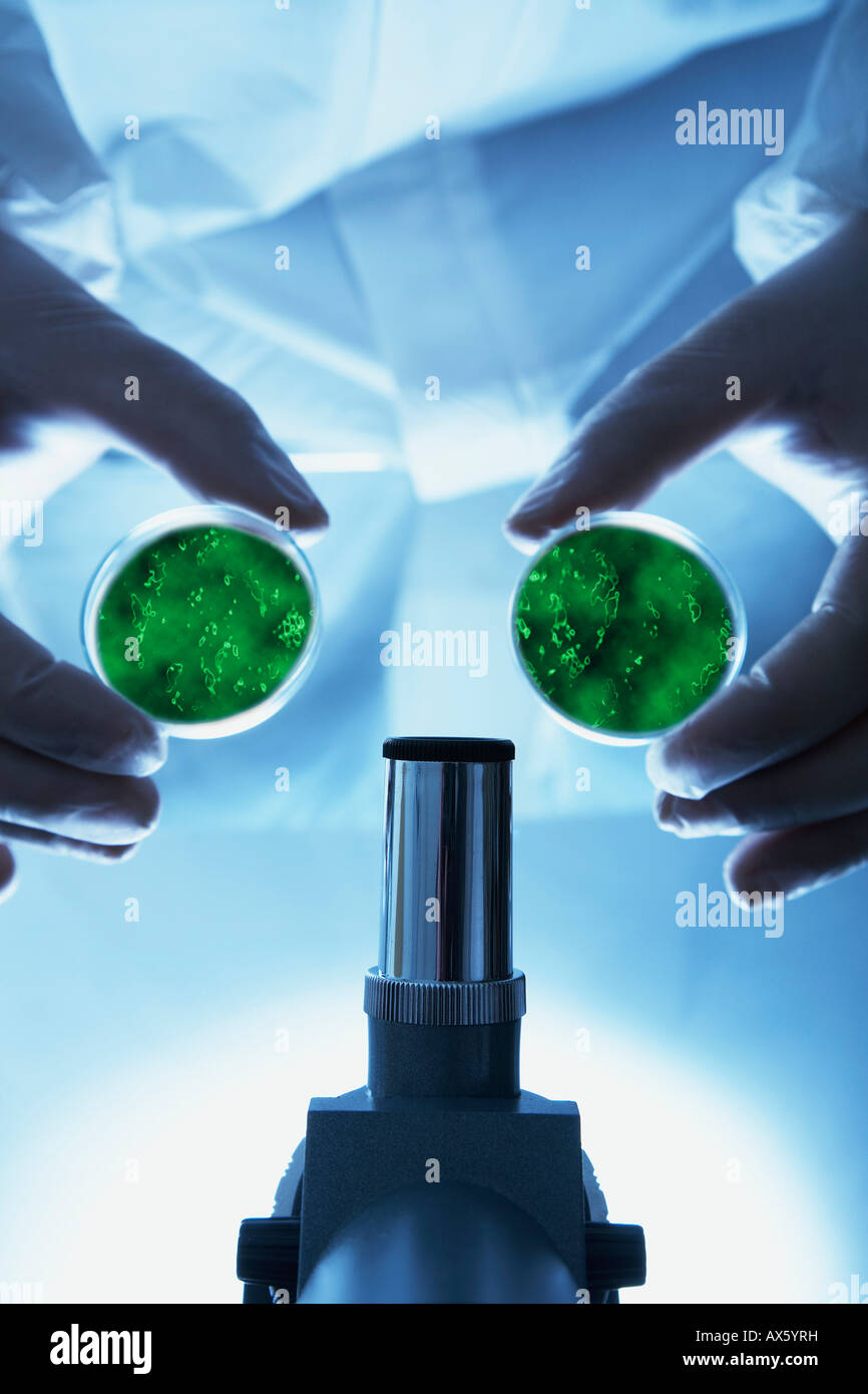 Culture bactérienne Banque de photographies et d’images à haute ...