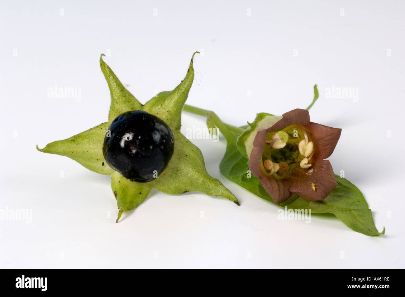 Deadly nightshade atropa bella donna Banque de photographies et d ...
