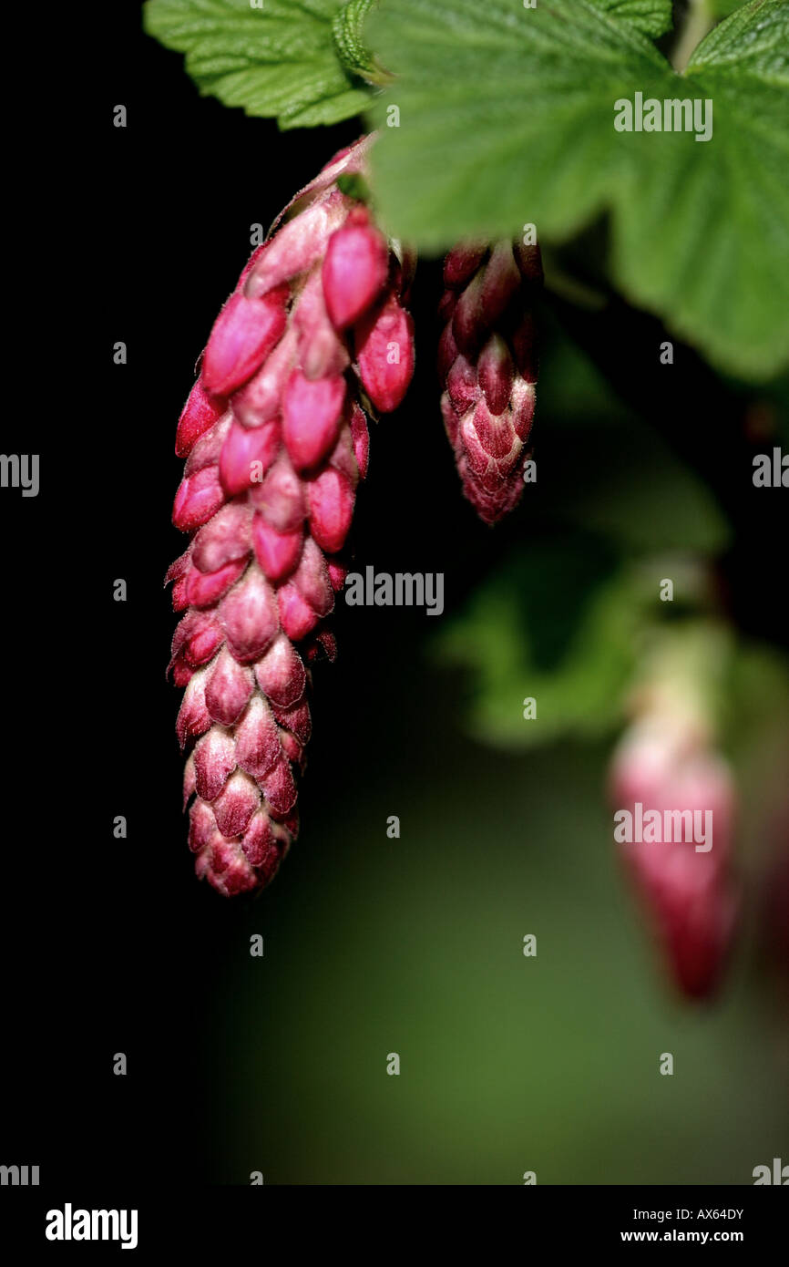 Bourgeon de cassis Banque de photographies et d’images à haute ...