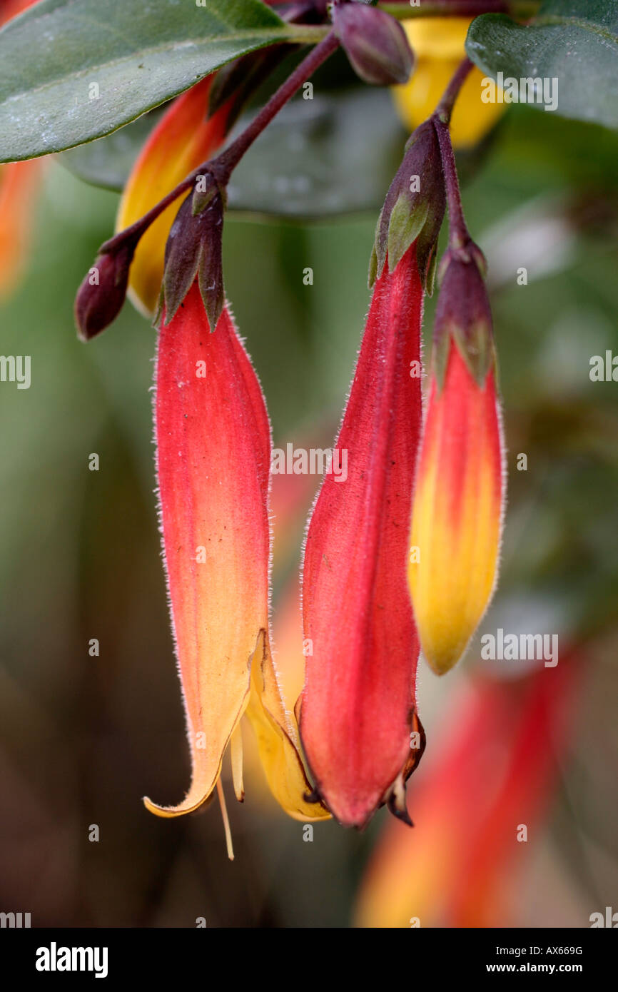 Jacobinia jacobinia pauciflora Banque de photographies et d’images à ...