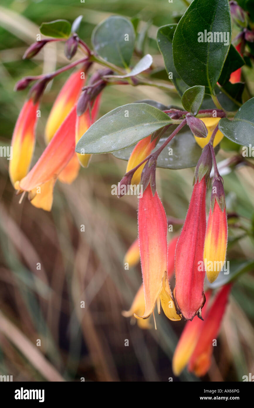 Jacobinia jacobinia pauciflora Banque de photographies et d’images à ...