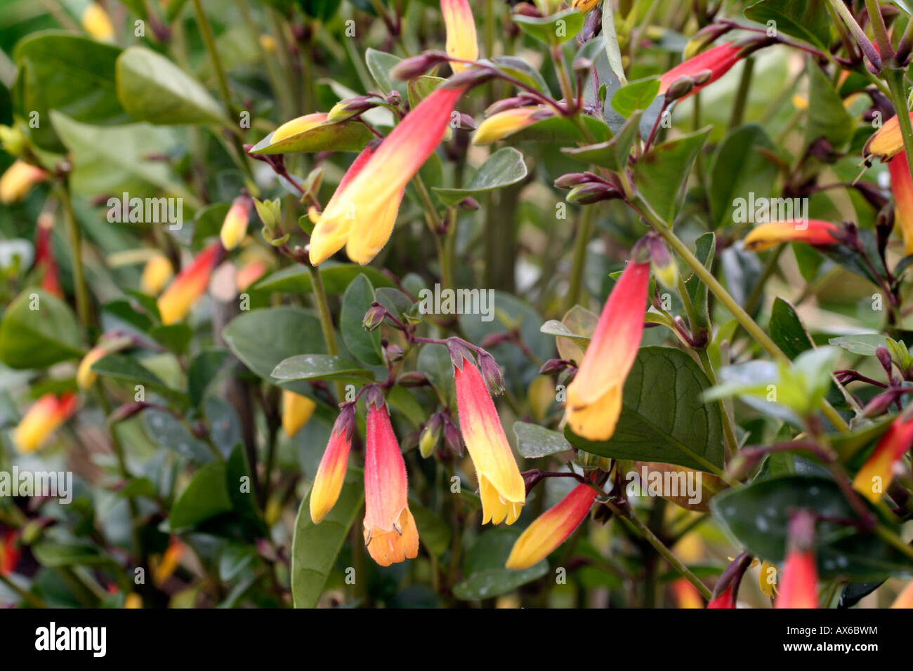Jacobinia jacobinia pauciflora Banque de photographies et d’images à ...