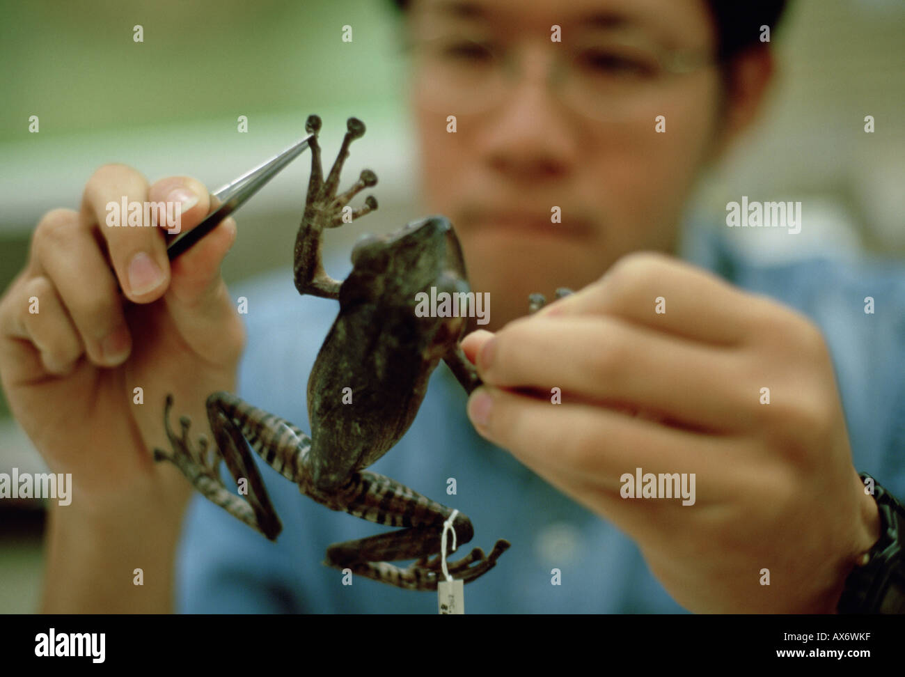 Grenouille de laboratoire Banque de photographies et d’images à haute ...