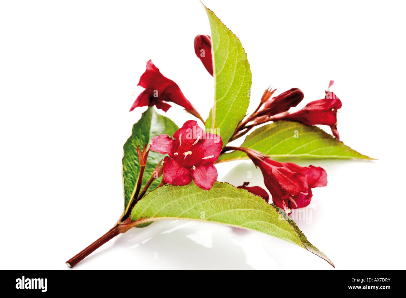 Bristol ruby Banque de photographies et d’images à haute résolution - Alamy