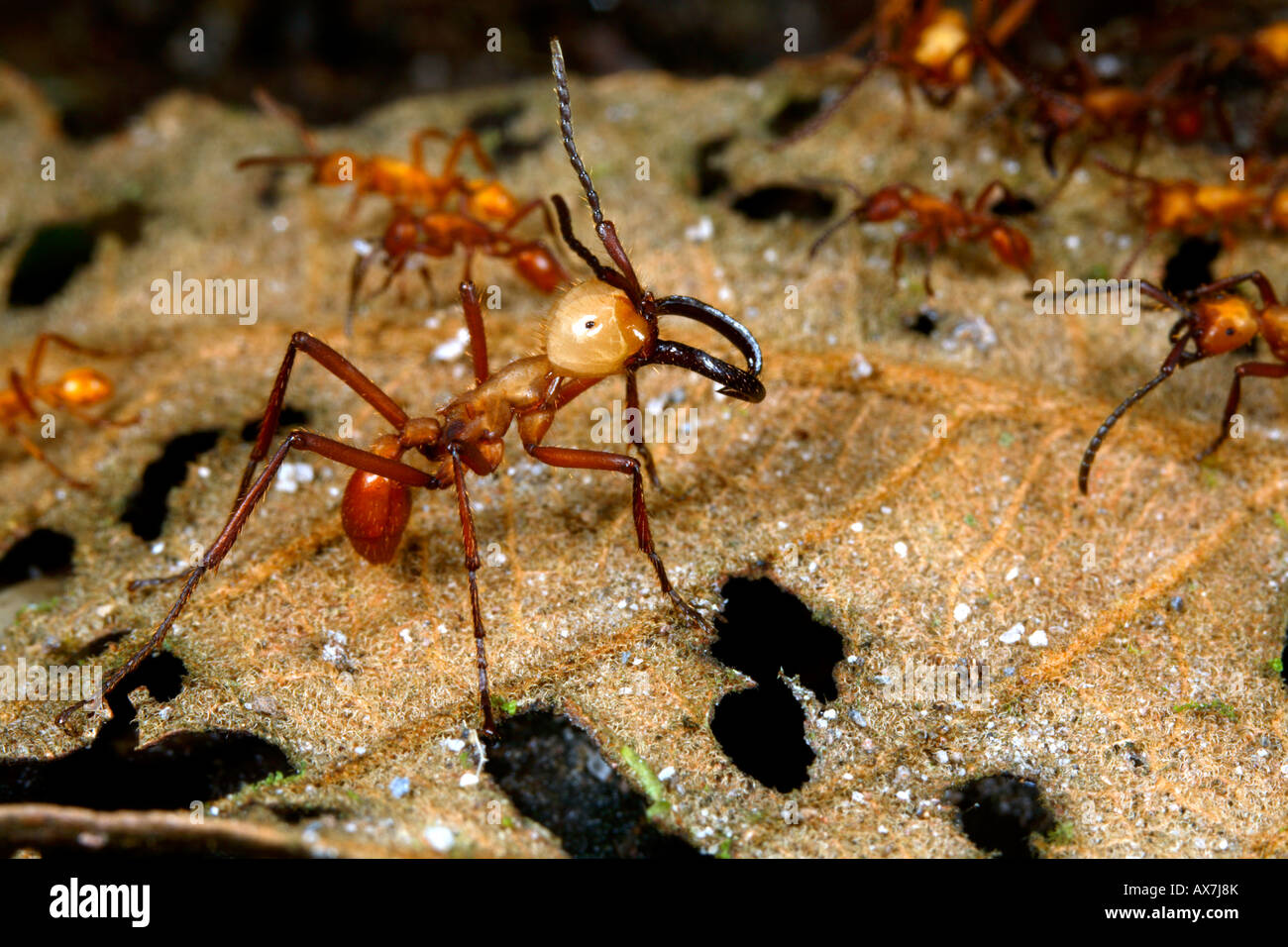 Fourmi soldat Banque de photographies et d’images à haute résolution ...