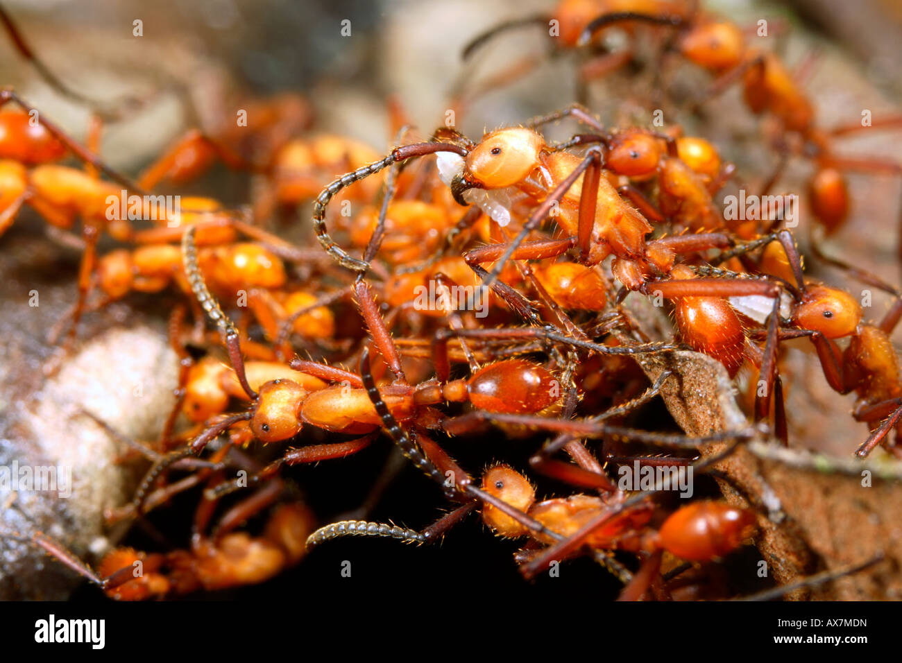 Army ants Banque de photographies et d’images à haute résolution - Alamy