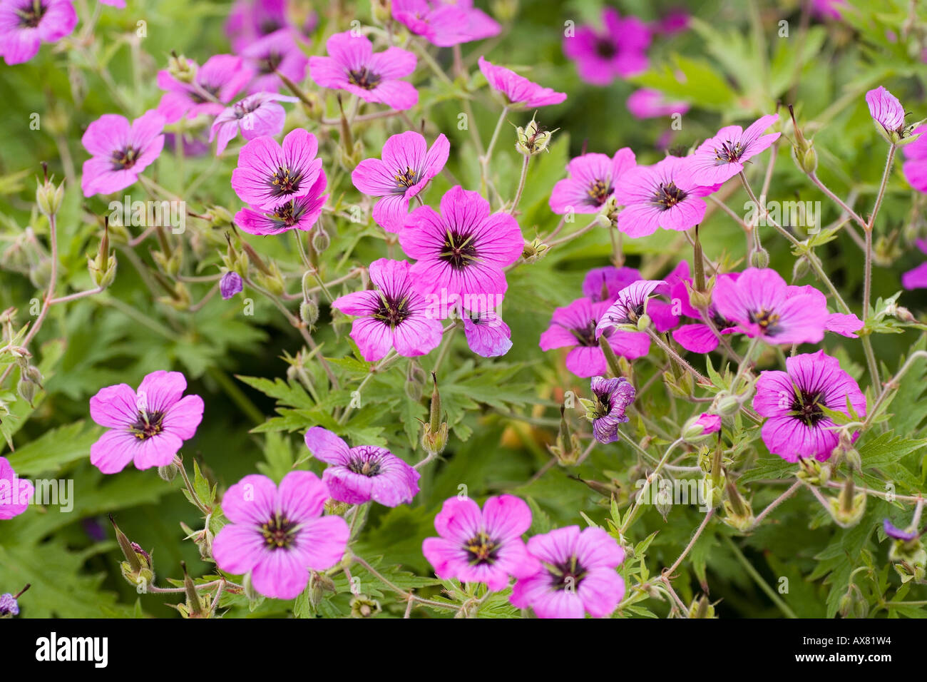Geranium psilostemon flowers Banque de photographies et d’images à ...