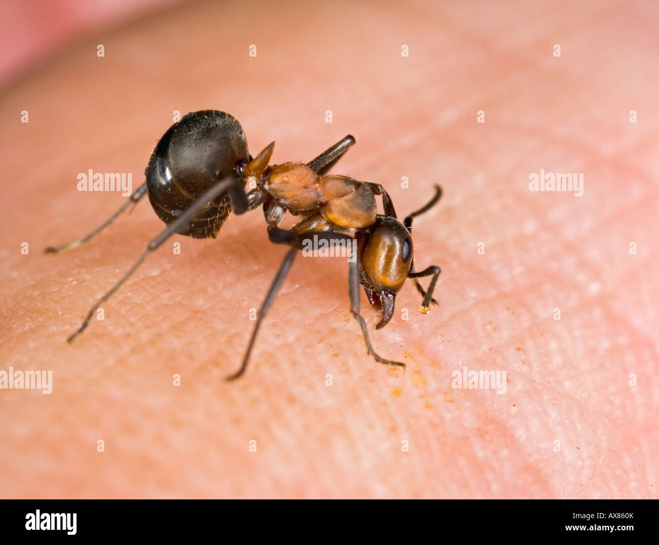 Piqûres de fourmis Banque de photographies et d’images à haute ...