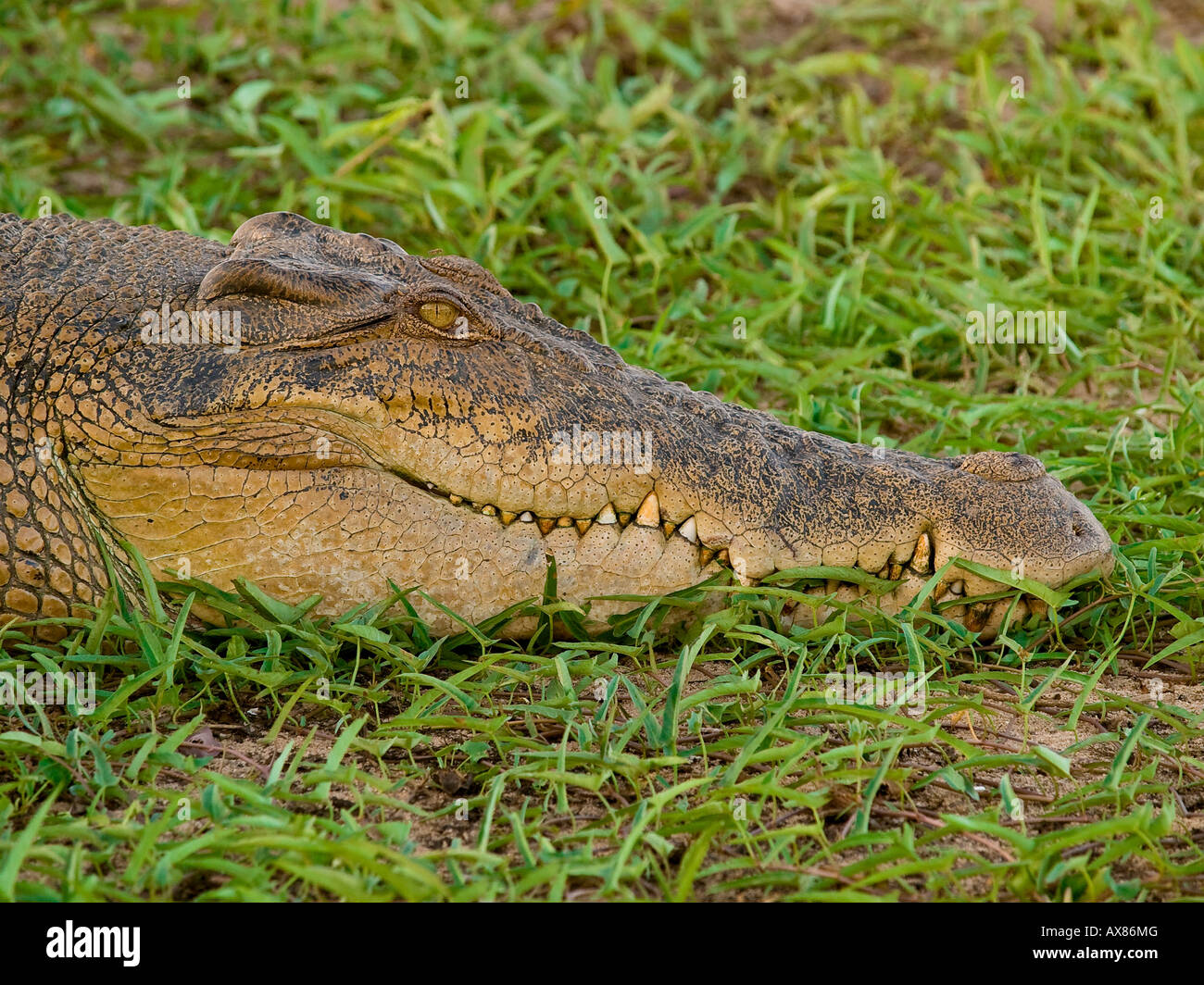 Australian crocodile Banque de photographies et d’images à haute ...