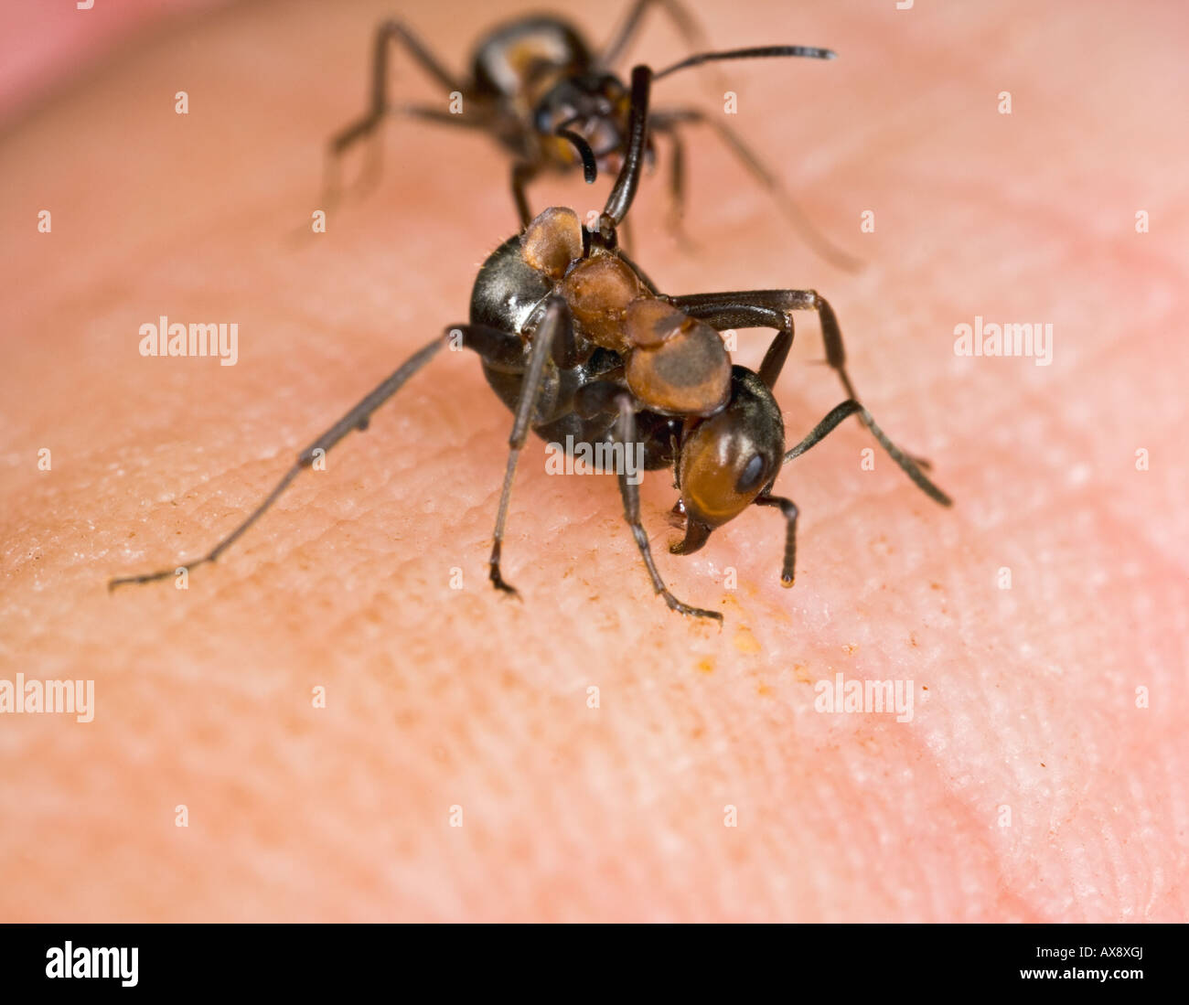 Piqûres de fourmis Banque de photographies et d’images à haute ...