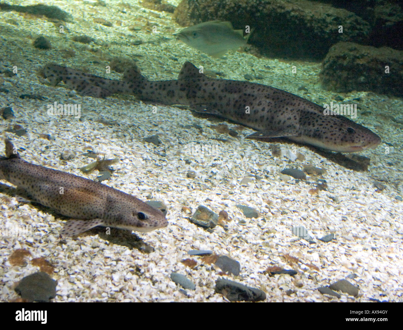 Cat shark Banque de photographies et d’images à haute résolution - Alamy