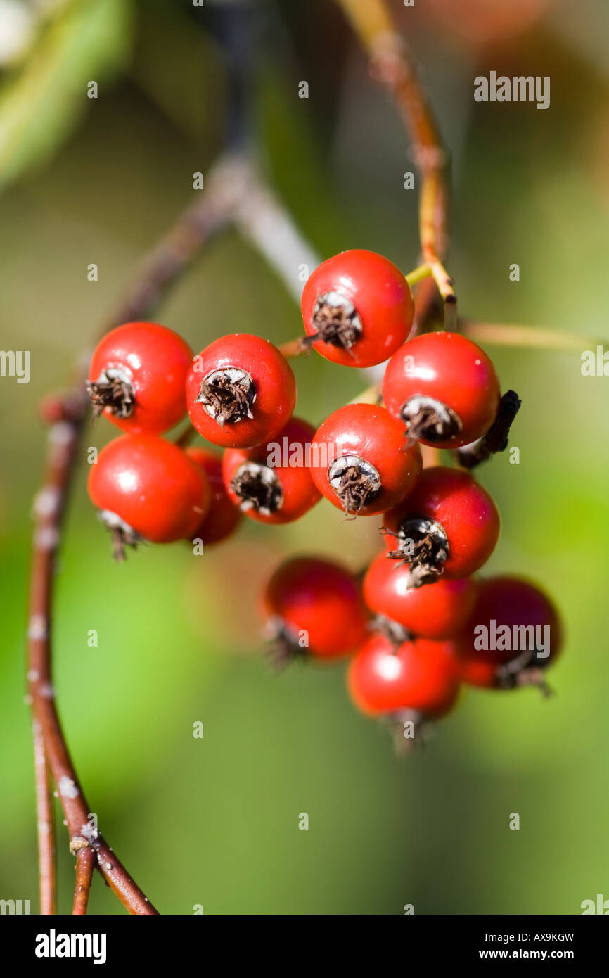 Crataegus phaenopyrum Banque de photographies et d’images à haute ...