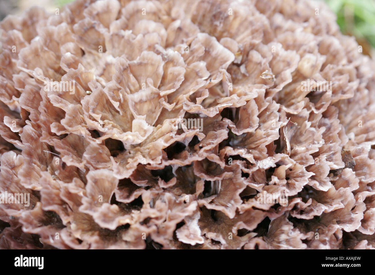 Podoscypha multizonata Banque de photographies et d’images à haute ...