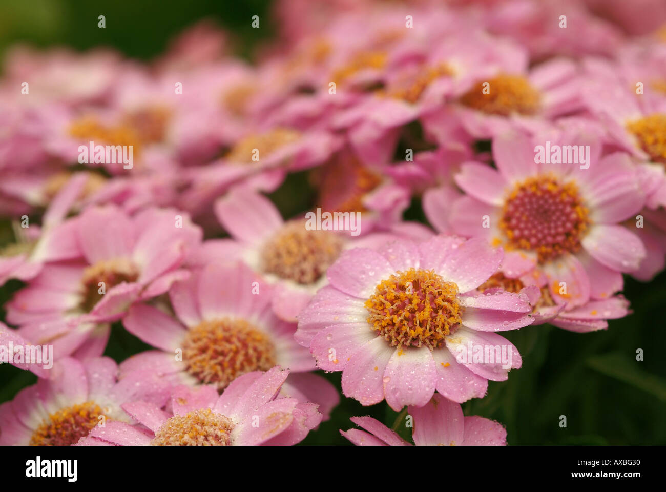 Senecio hybridus Banque de photographies et d’images à haute résolution ...