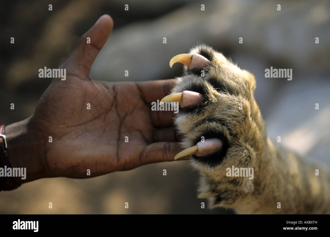 Lion (Panthera leo), avec des griffes, Kenya Photo Stock - Alamy