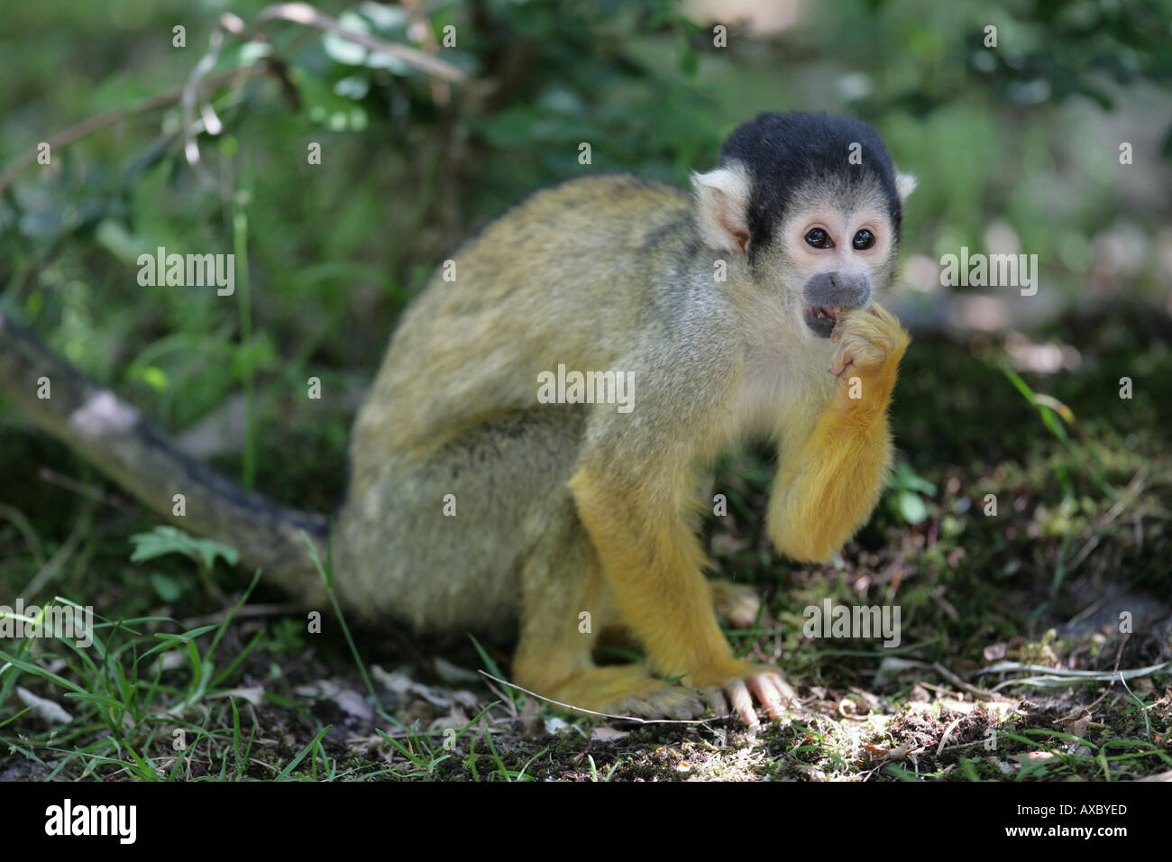 Saimiri sp Banque de photographies et d’images à haute résolution - Alamy