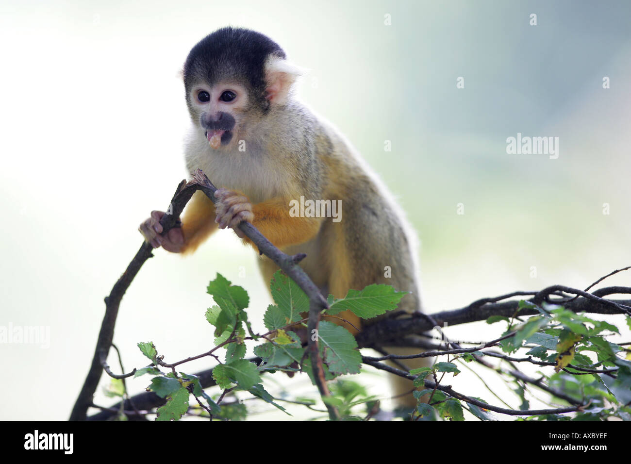 Saimiri sp Banque de photographies et d’images à haute résolution - Alamy