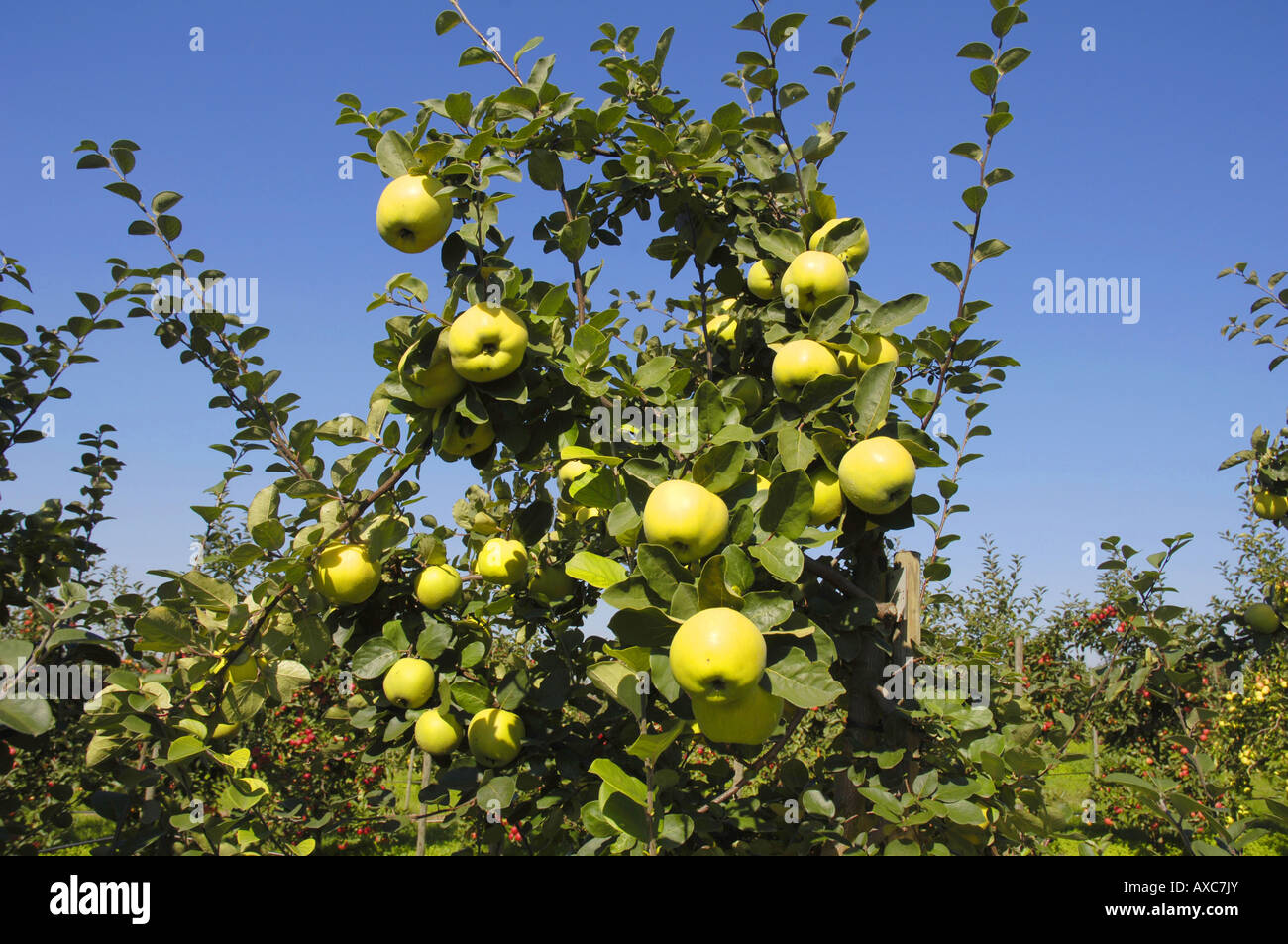 Cydonia oblonga konstantinopel Banque de photographies et d’images à ...