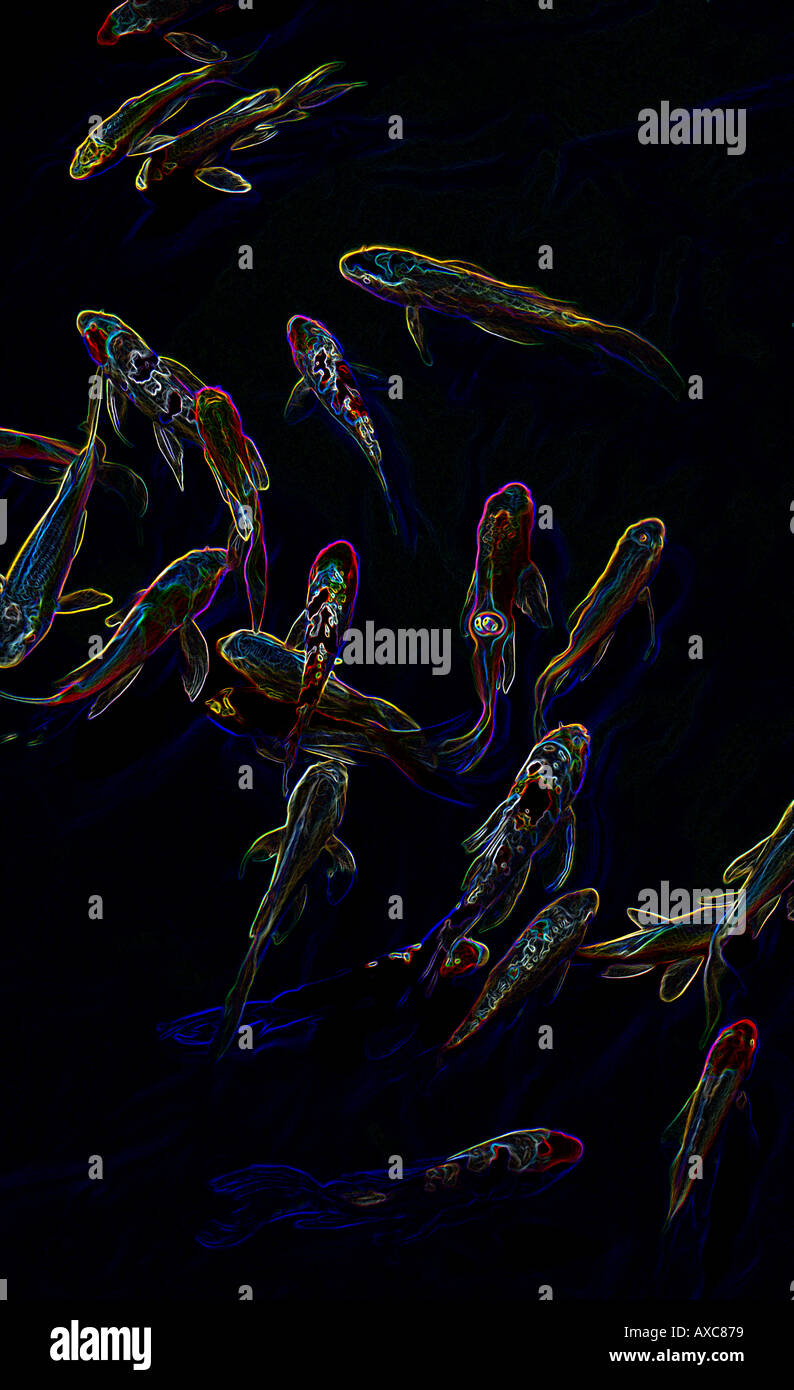 Race de poisson rouge Banque de photographies et d’images à haute ...