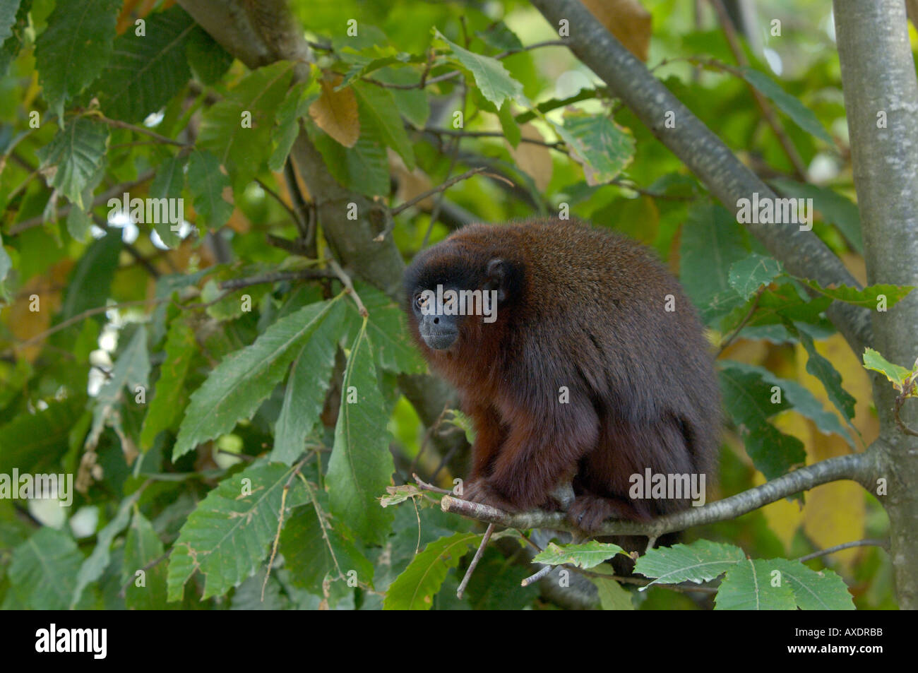 Dusky titi callicebus moloch Banque de photographies et d’images à ...