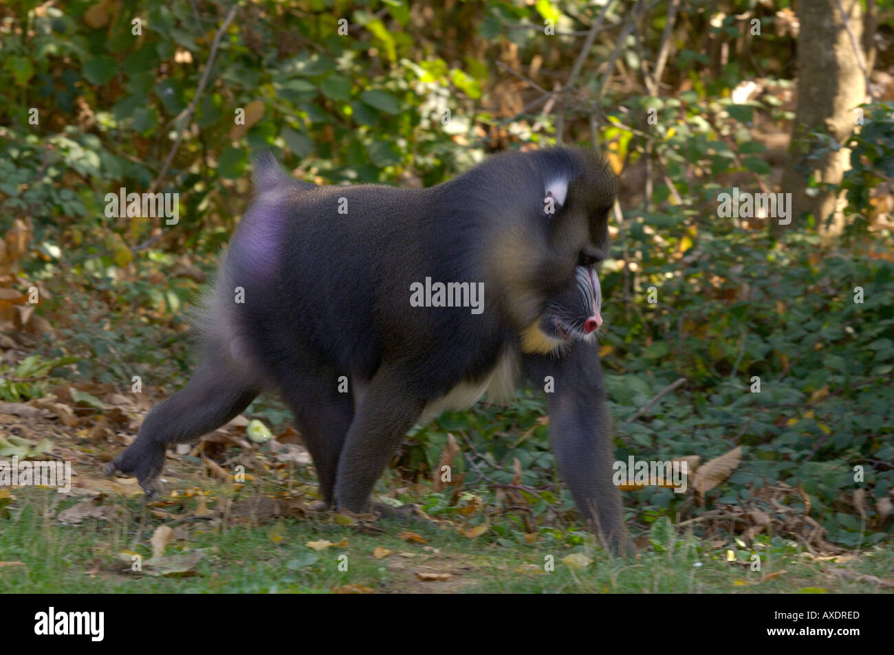 Mandrill mandrill Banque de photographies et d’images à haute ...
