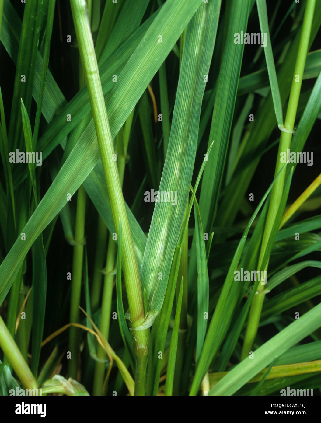 Les symptômes du virus de la mosaïque du ray-grass sur ray-grass Lolium ...