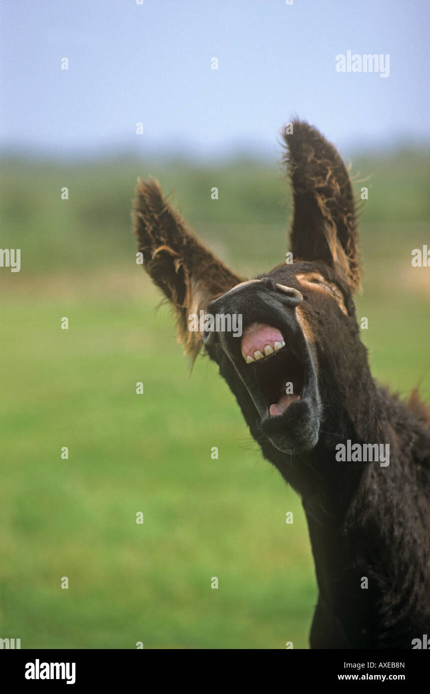ânes poitou Banque de photographies et d’images à haute résolution - Alamy