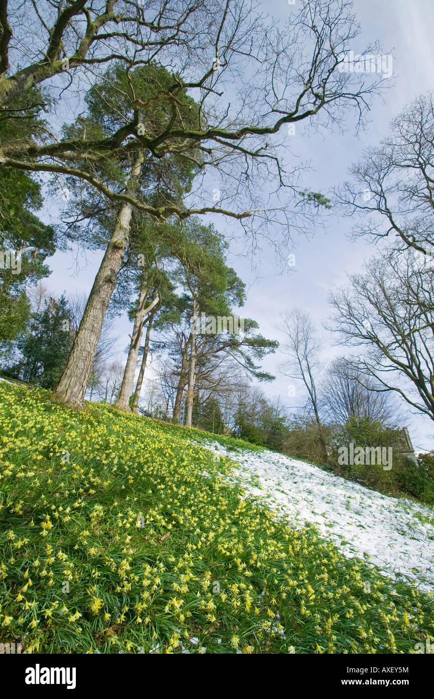 Arbre de william wordsworth Banque de photographies et d’images à haute ...