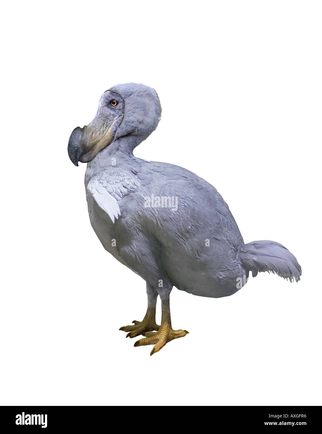 Dodo raphus cucullatus Banque de photographies et d’images à haute ...