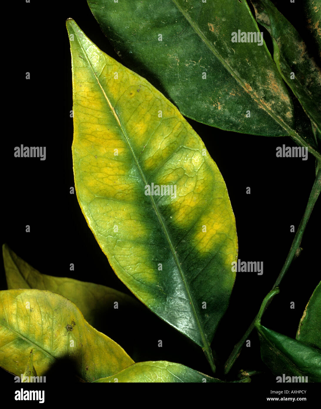 Chlorose foliaire Banque de photographies et d’images à haute ...