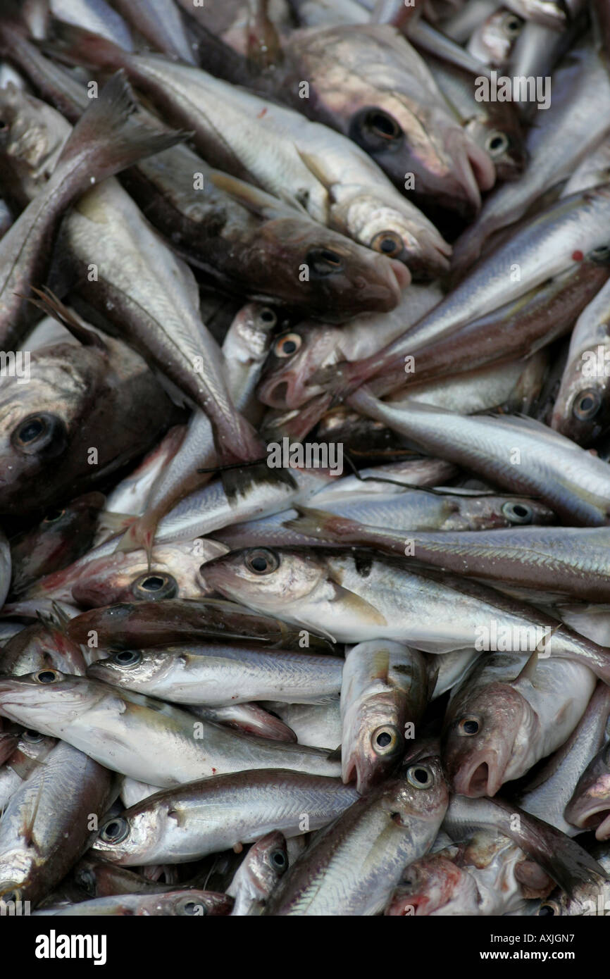 Poisson merlan bleu Banque de photographies et d’images à haute ...