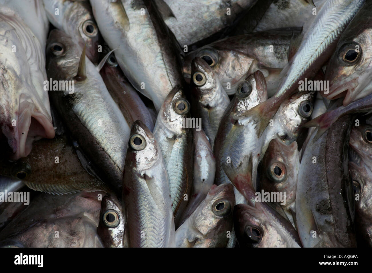 Poisson merlan bleu Banque de photographies et d’images à haute ...