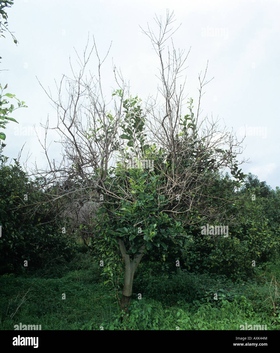 Phoma tracheiphila Banque de photographies et d’images à haute ...