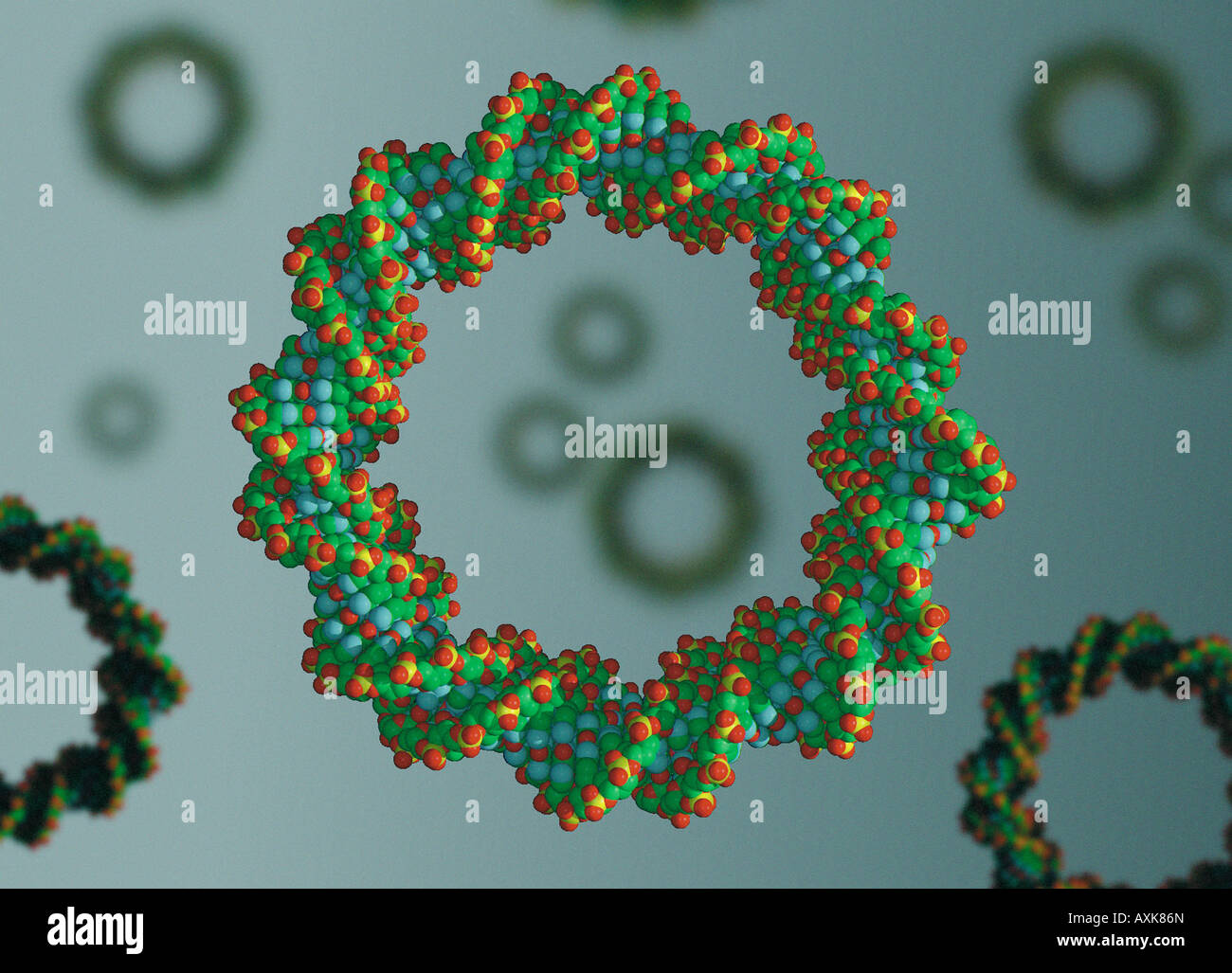 Circular dna Banque de photographies et d’images à haute résolution - Alamy