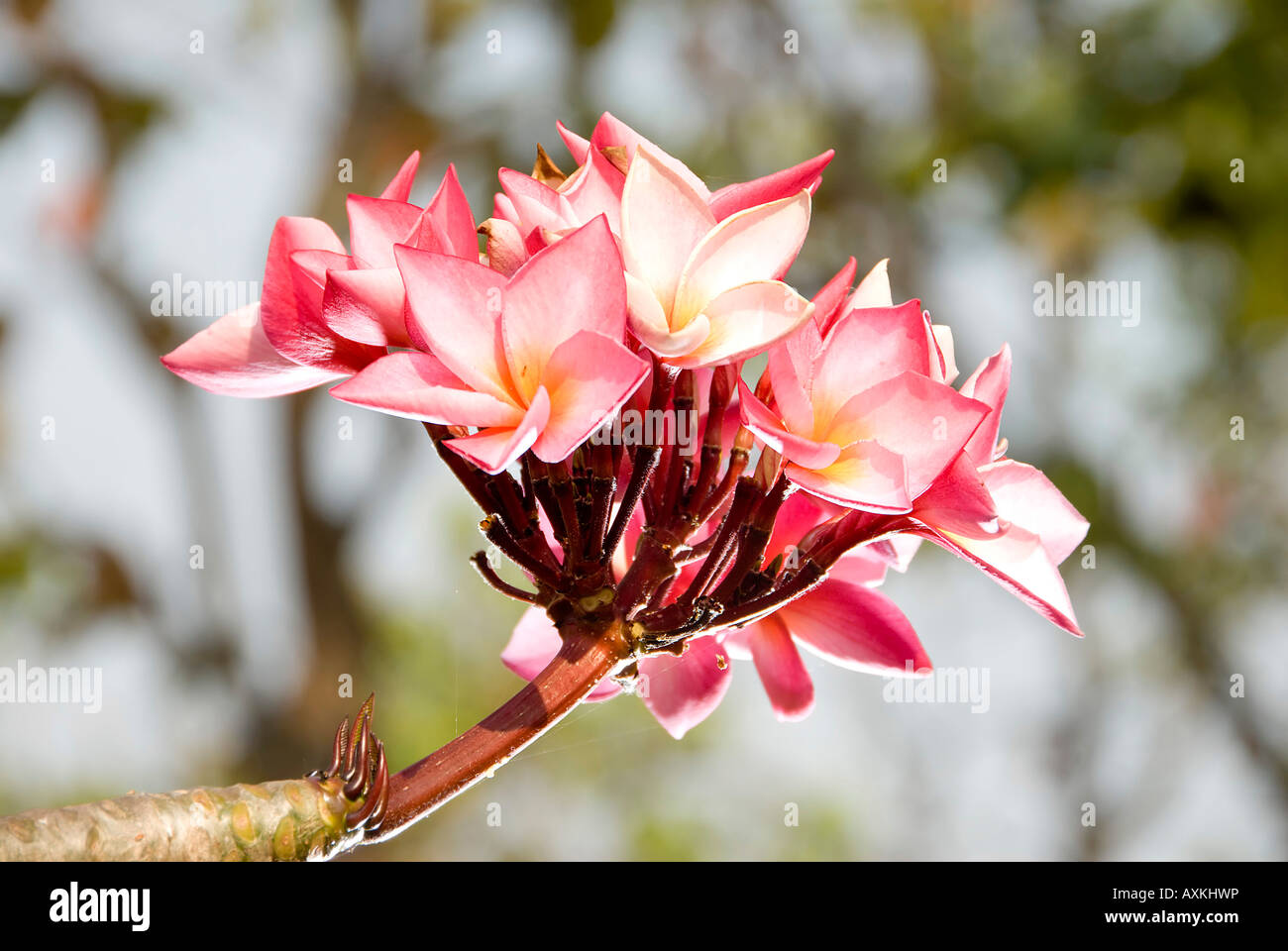 Frangipane flowers Banque de photographies et d’images à haute ...