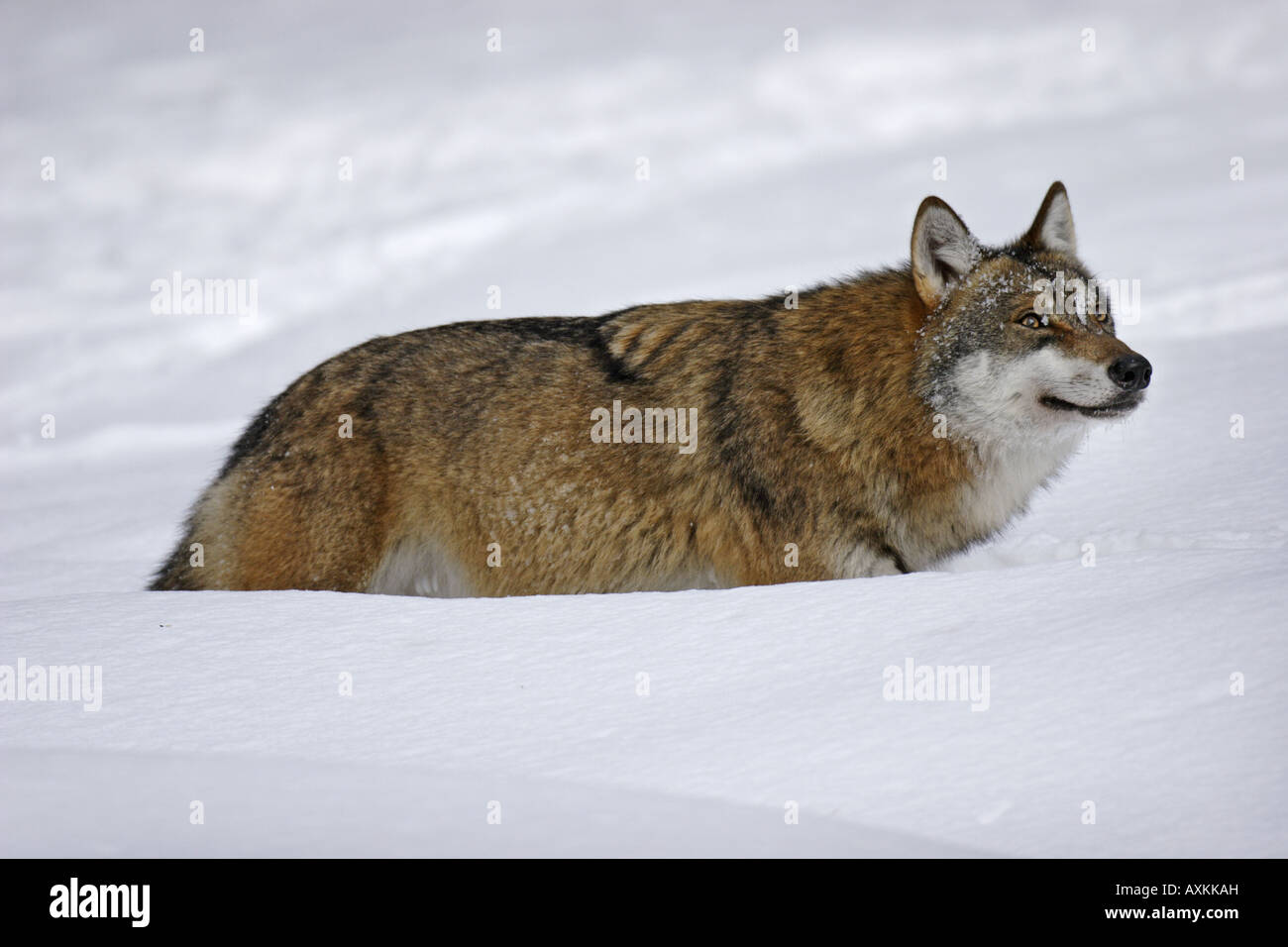 Chien loup canis lupus Banque de photographies et d’images à haute ...
