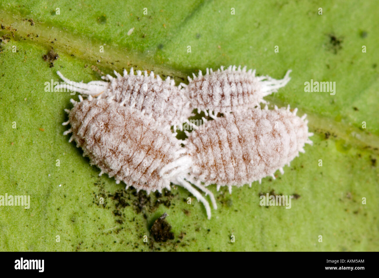 Cochenille farineuse Banque de photographies et d’images à haute ...